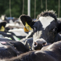 Animal pest control - Ground Rules