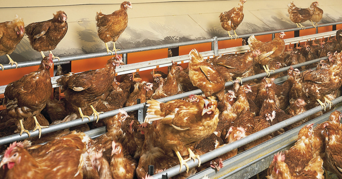 Poultry meat - Ground Rules