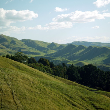 Plantation forestry - Ground Rules