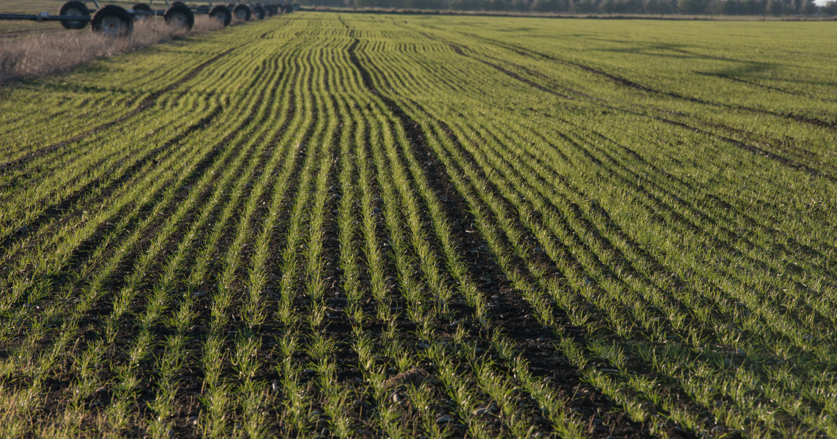 Vegetables - Ground Rules