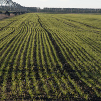 Vegetables - Ground Rules