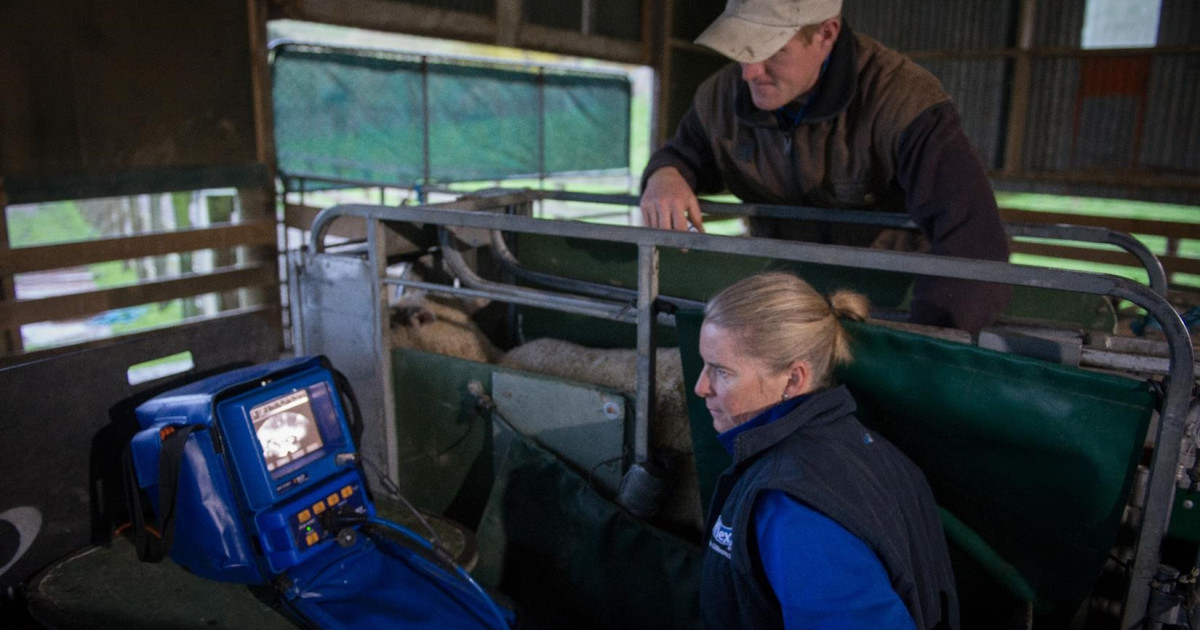 Animal restraint equipment - Ground Rules