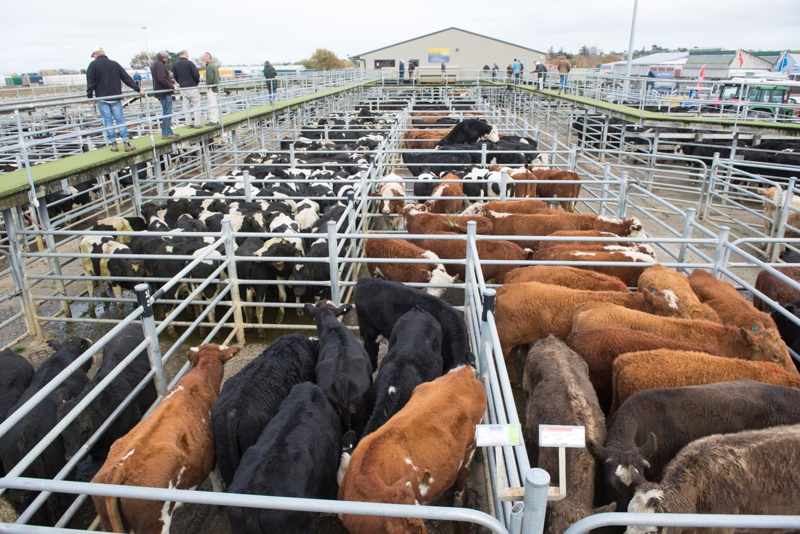 Animal selling - Ground Rules