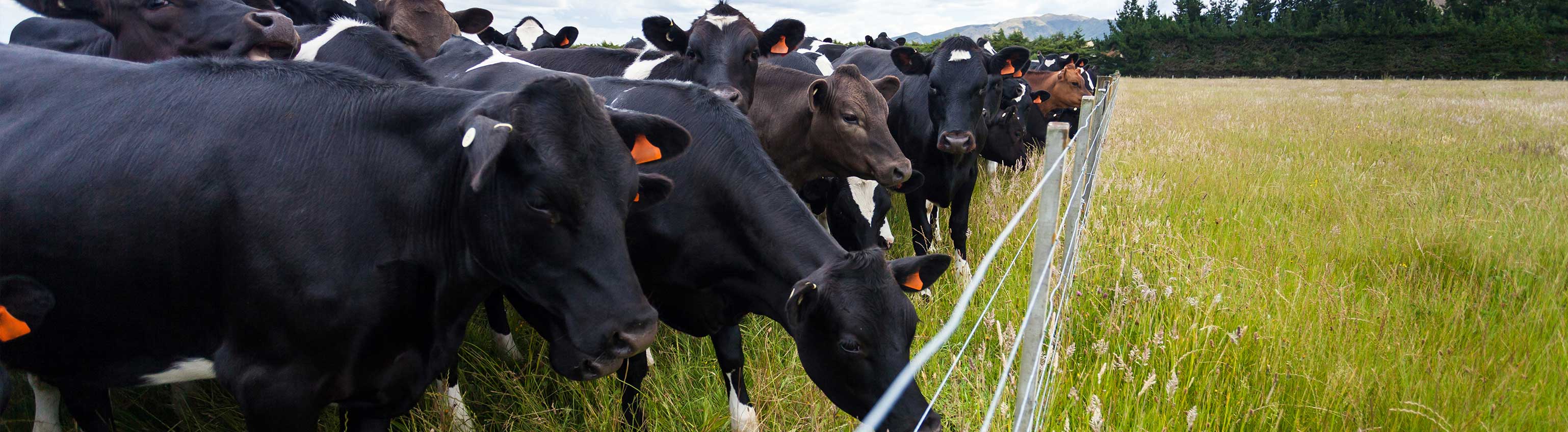 Animals - Ground Rules