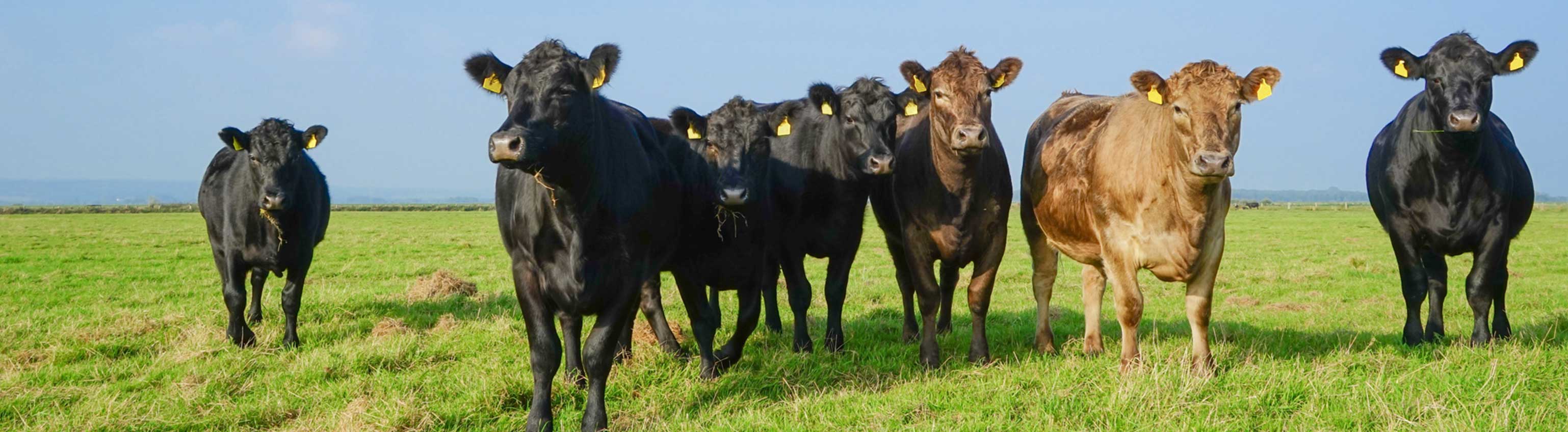 Beef cattle - Ground Rules