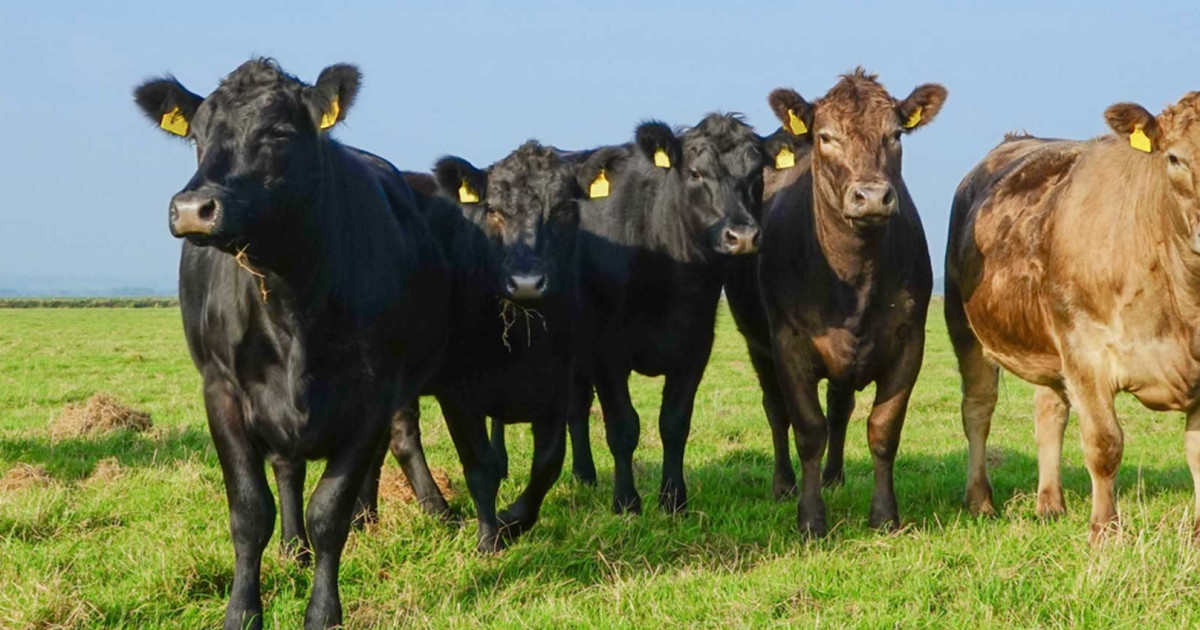 Beef cattle - Ground Rules