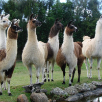 Camelids - Ground Rules
