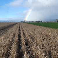 Harvesting - Ground Rules