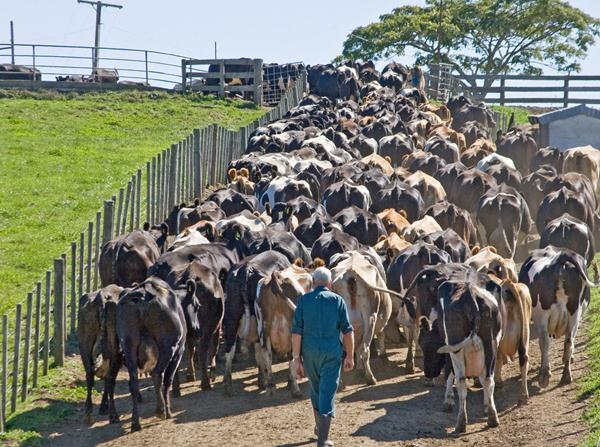 Dairy cattle - Ground Rules