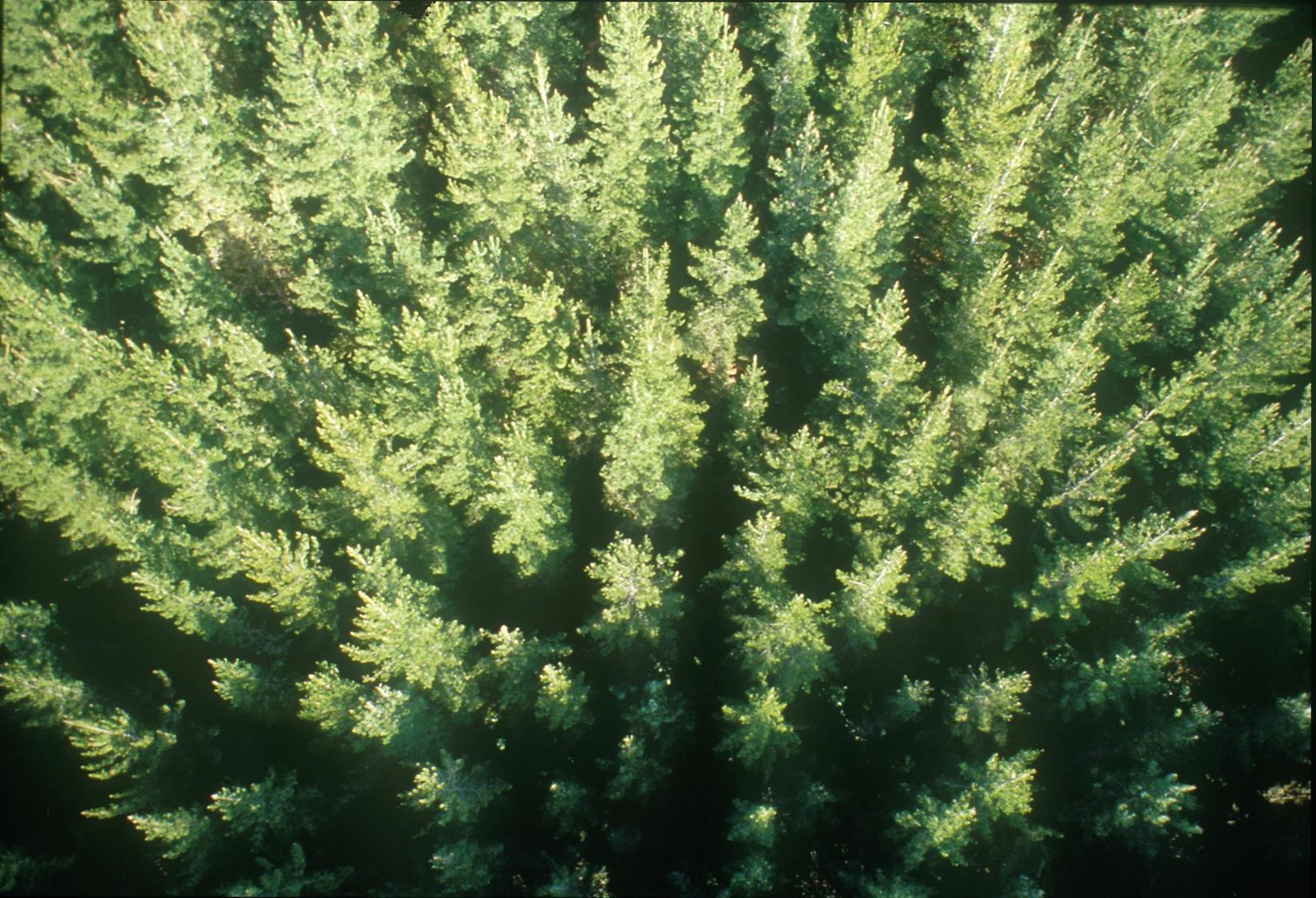 Forestry block - Ground Rules