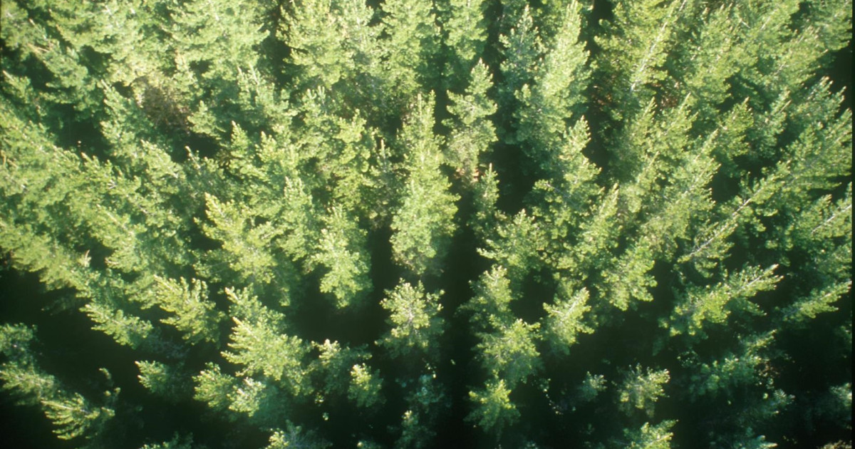 Forestry block - Ground Rules