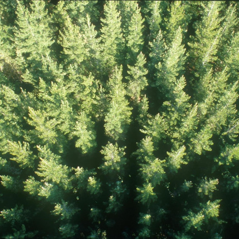 Forestry block - Ground Rules