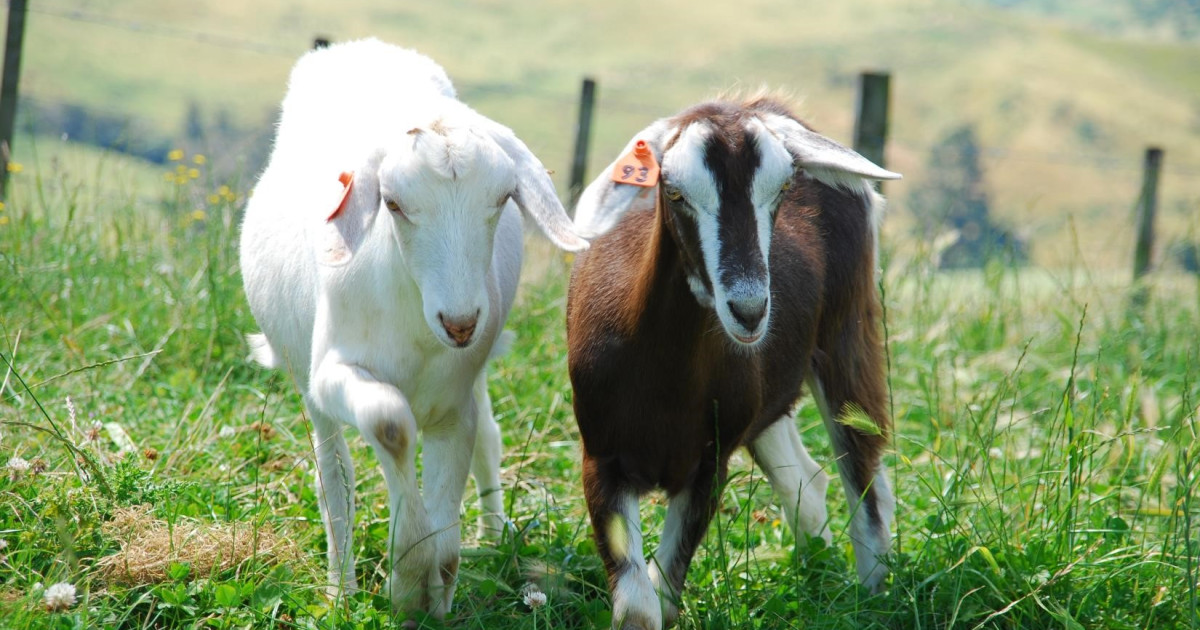 Goats - Ground Rules