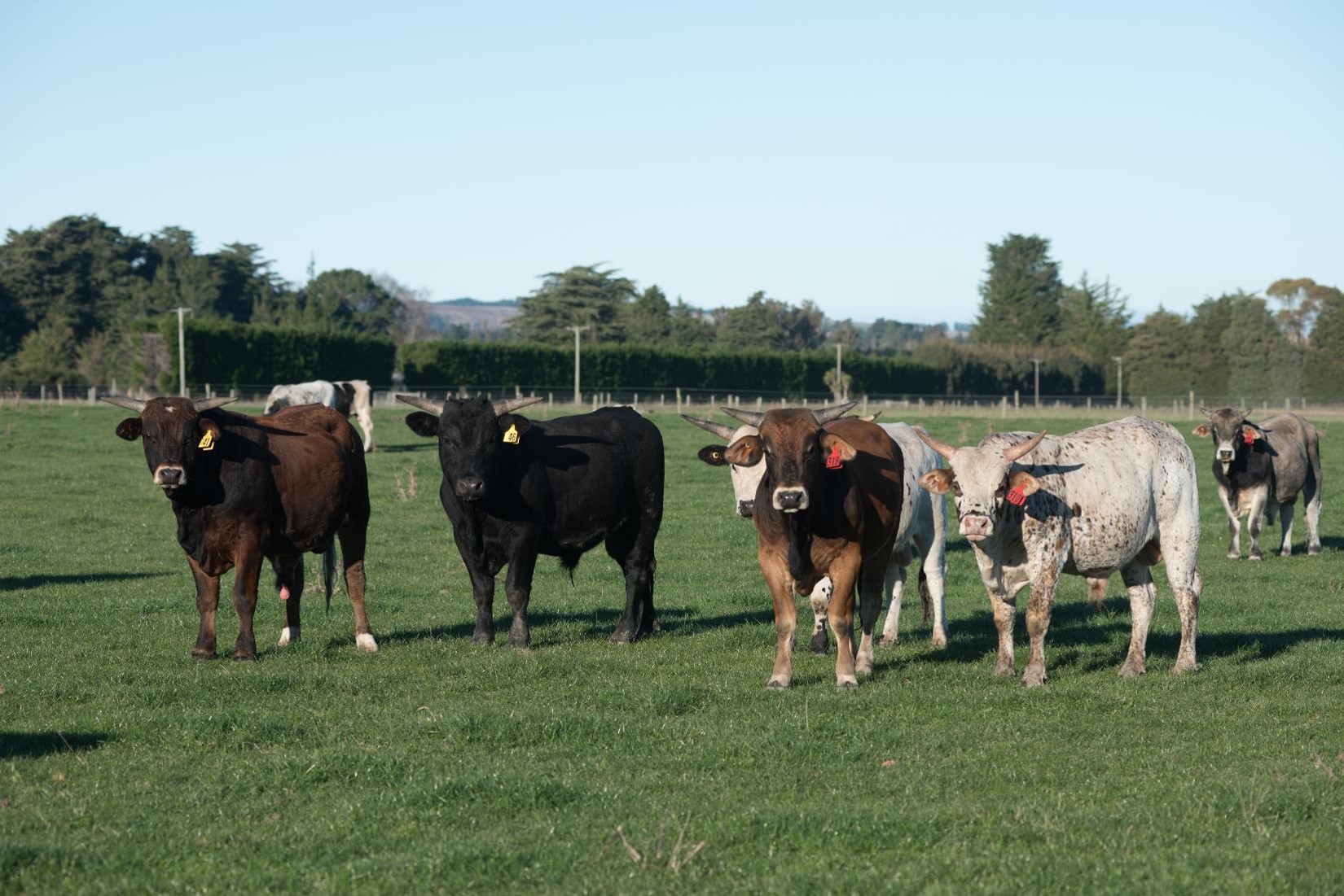 Horns - Ground Rules