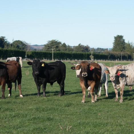 Disbudding or dehorning - Ground Rules