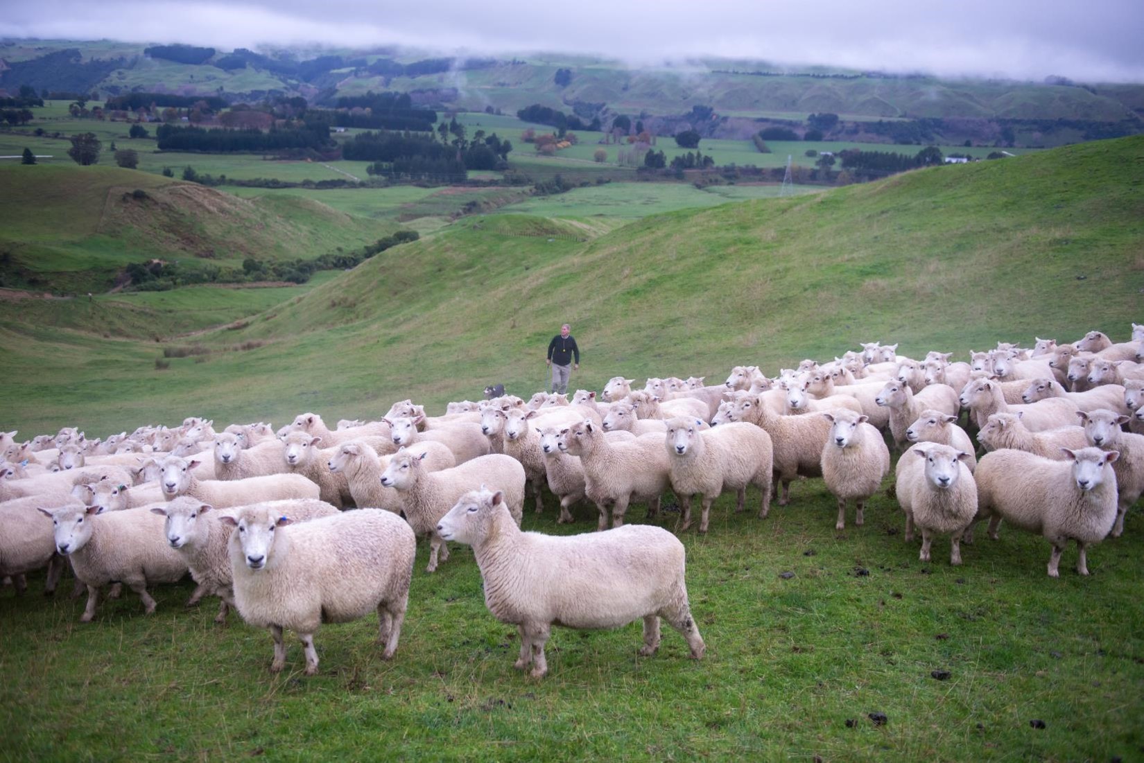 Lambing or kidding - Ground Rules