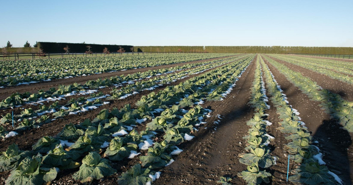 Market gardening - Ground Rules