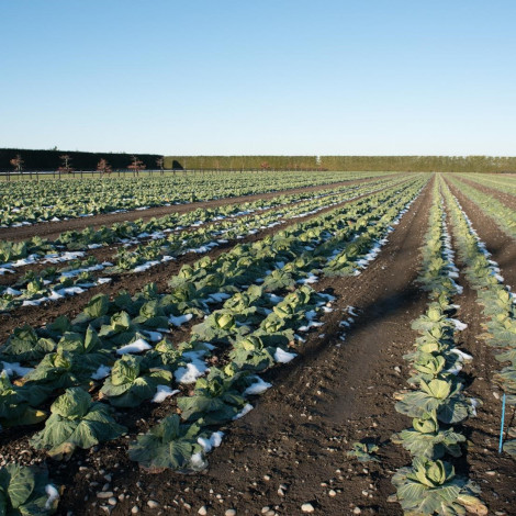 Market gardening - Ground Rules