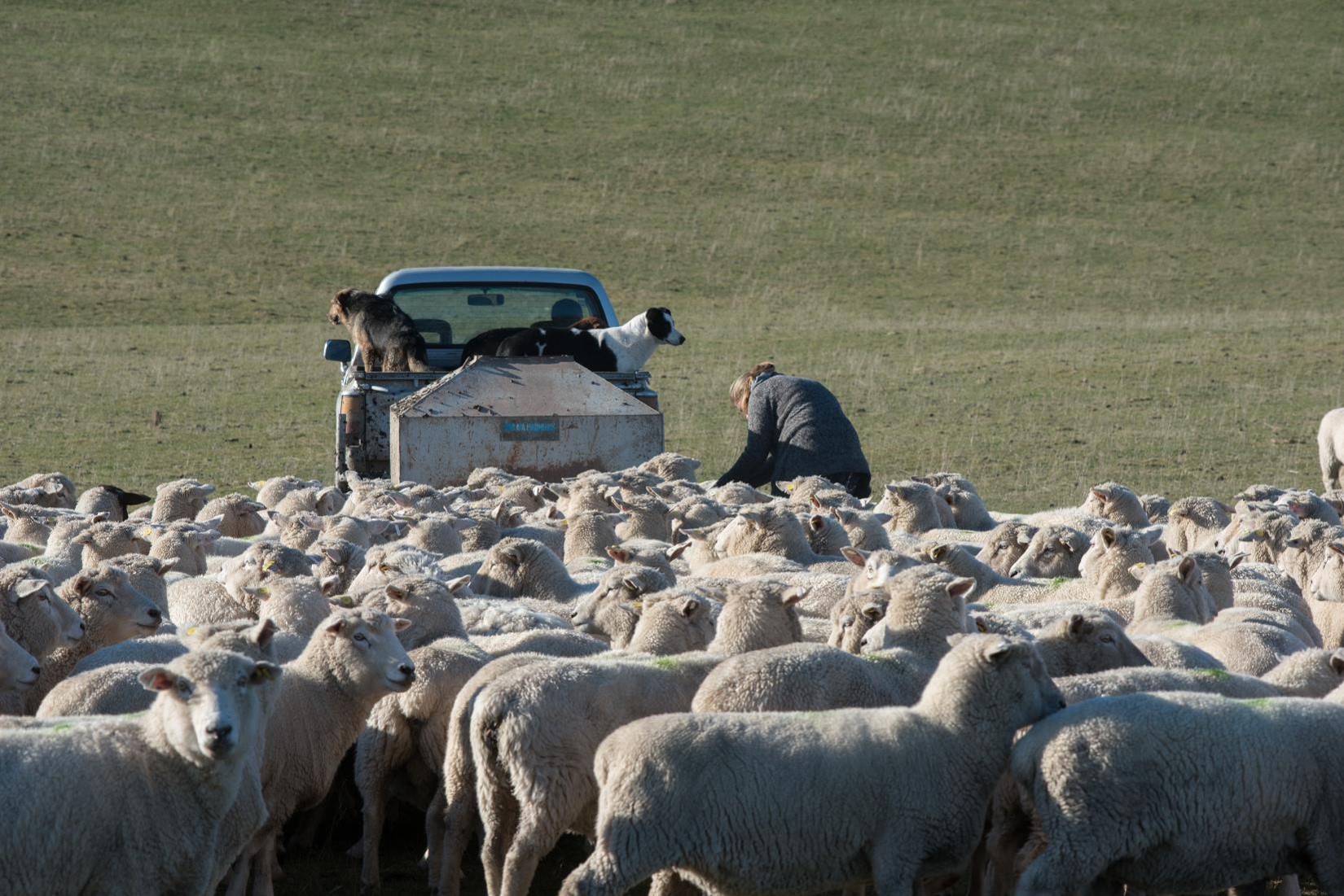 Mustering and handling - Ground Rules