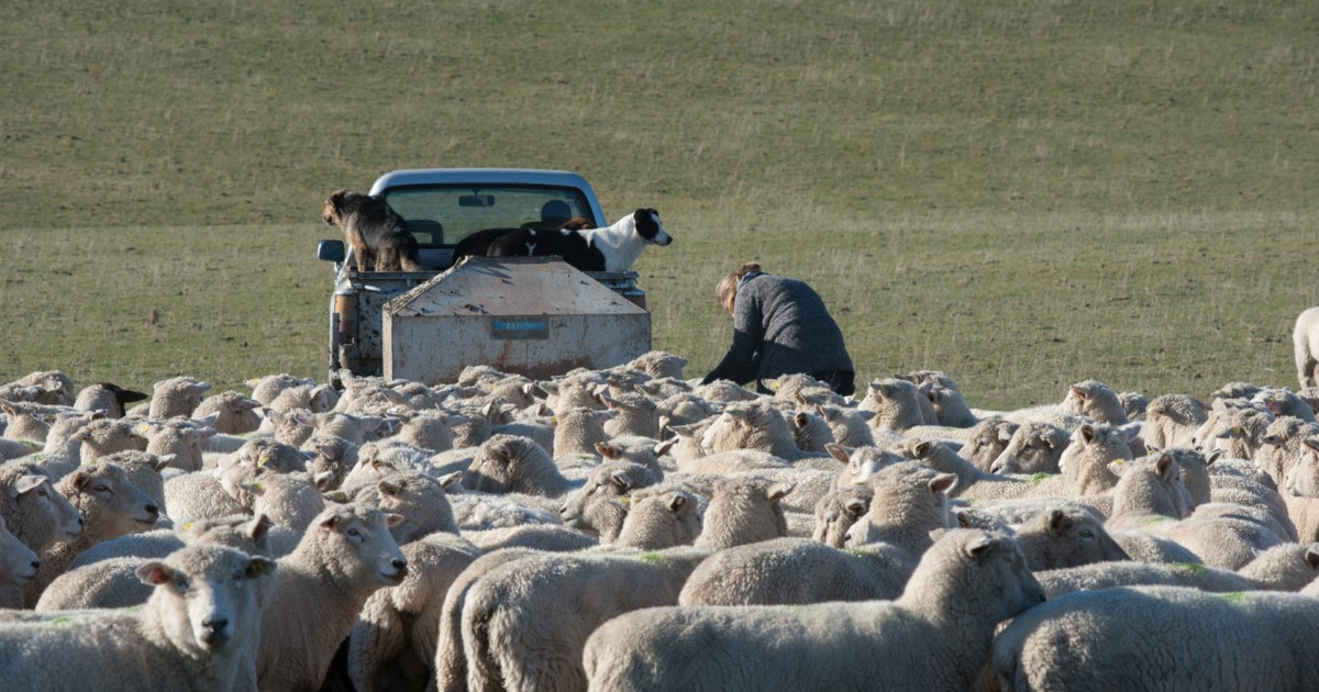 Mustering and handling - Ground Rules