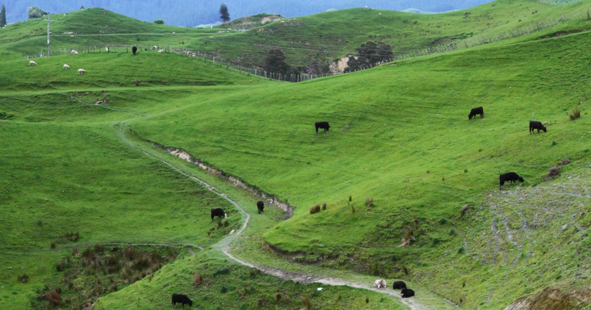 Paddock - Ground Rules