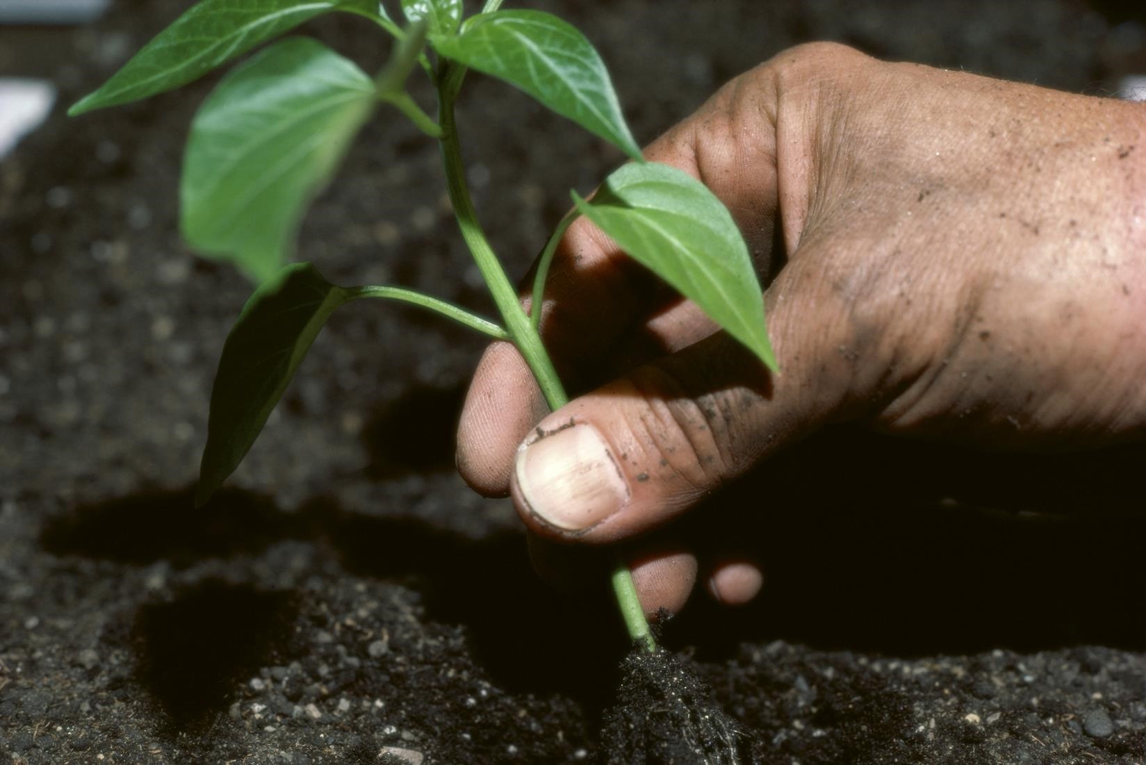 Planting - Ground Rules