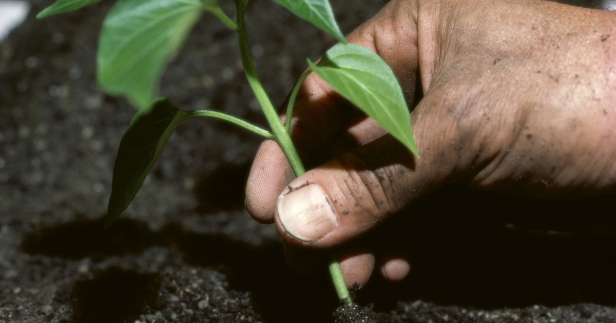 Planting - Ground Rules