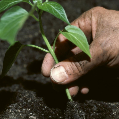 Planting - Ground Rules