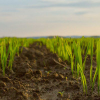 Plants - Ground Rules