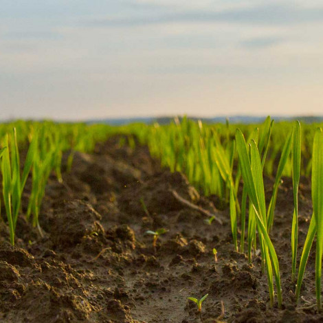 Citrus fruit - Ground Rules