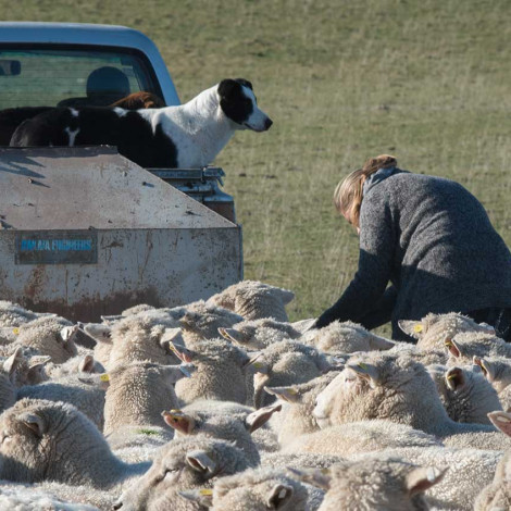 Sheep - Ground Rules