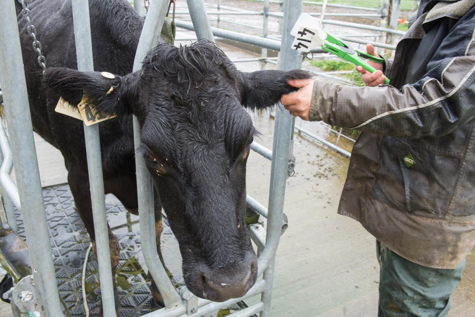 Tagging or Identification - Ground Rules