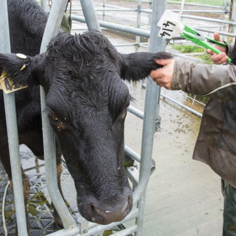 Tagging or Identification - Ground Rules