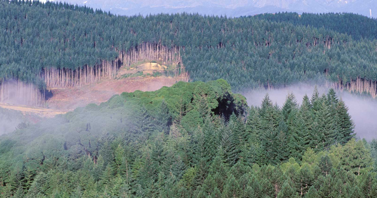 Timber - Ground Rules