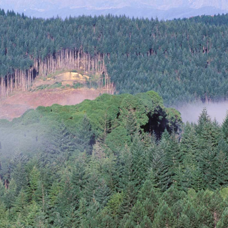 Timber - Ground Rules