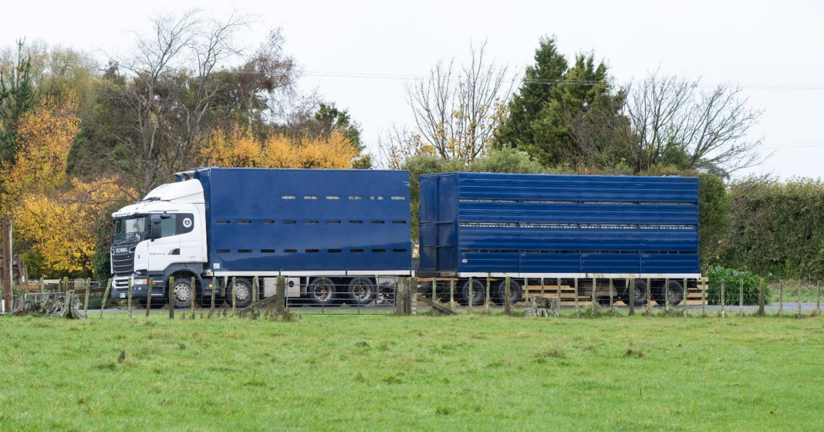 Animal transporting - Ground Rules