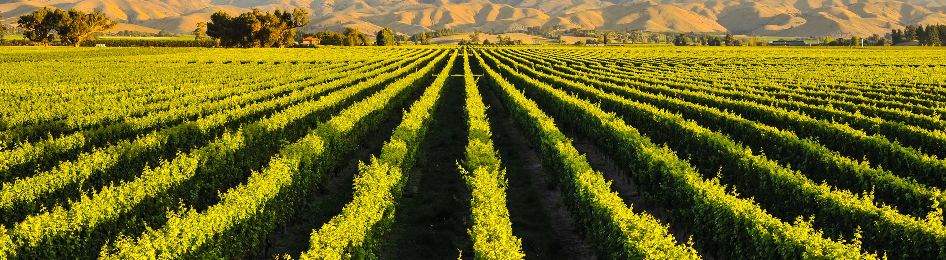Wine - Ground Rules