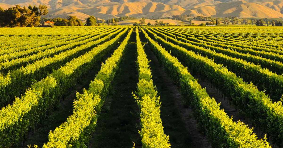Wine - Ground Rules