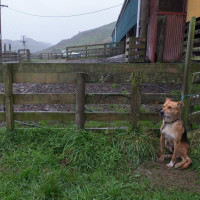 Fence - Ground Rules